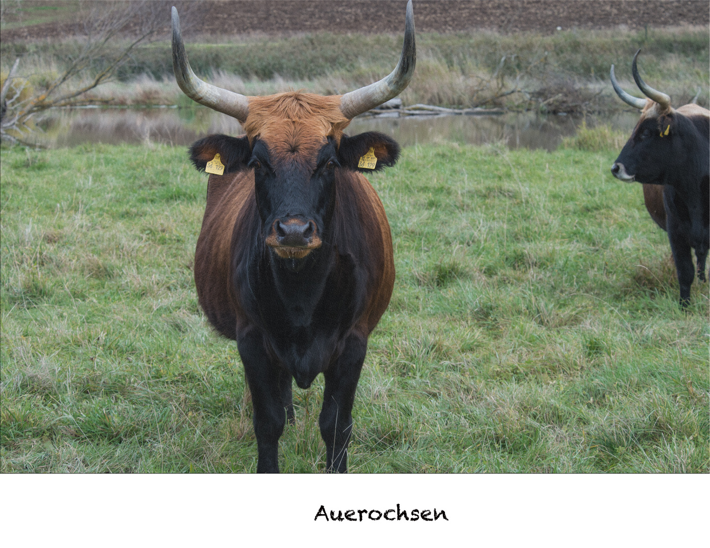 Auerochsen No.3 Foto & Bild | tiere, wildlife, natur Bilder auf ...