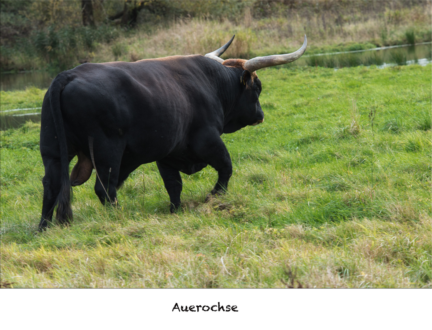 Auerochsen No.5 Foto & Bild | tiere, wildlife, natur Bilder auf ...