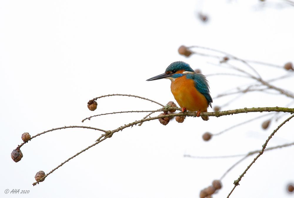 Auf 2 Dinge gewartet... Foto & Bild | natur, tiere, wildlife Bilder auf ...