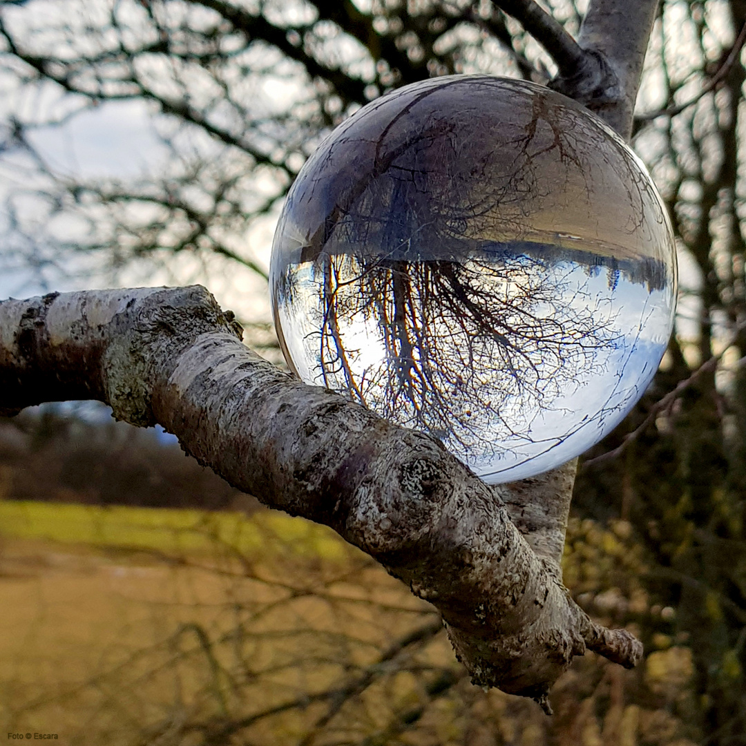 Auf dem Ast Foto & Bild | fotos, spezial, bäume Bilder auf fotocommunity