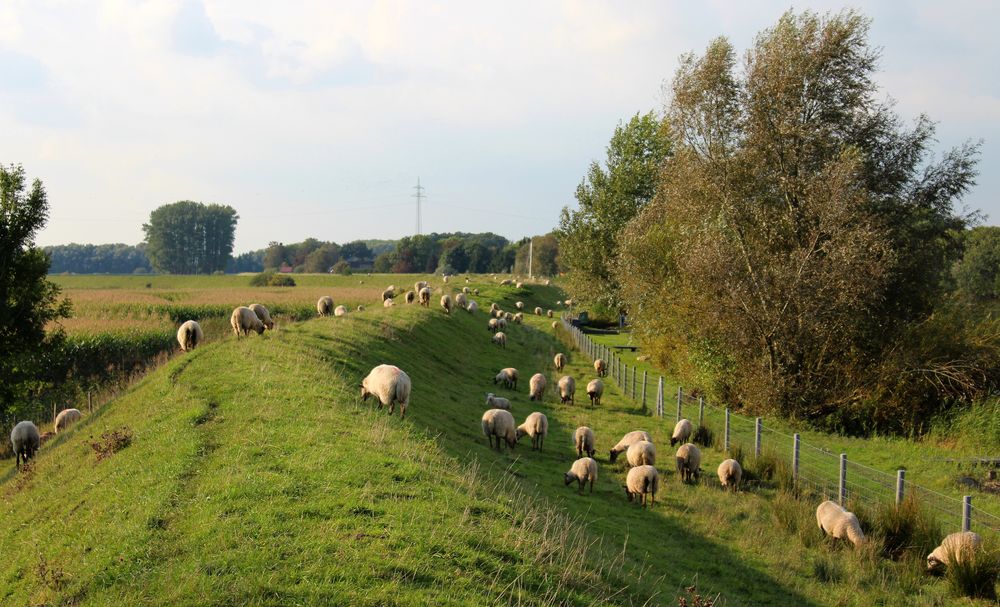 auf dem Deich ... Foto & Bild | outdoor, bäume, baum Bilder auf ...