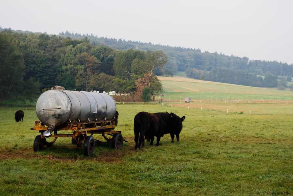 Auf dem Felde am Morgen Foto & Bild | industrie und technik, tiere ...