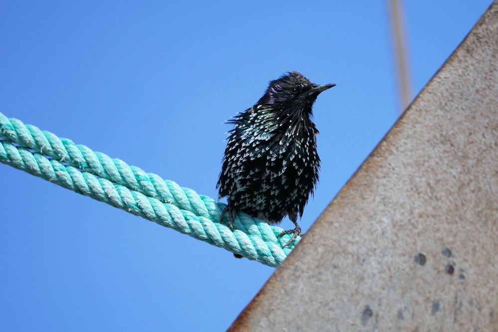 Auf dem grünen Seil Foto & Bild | tiere, wildlife, wild lebende vögel ...