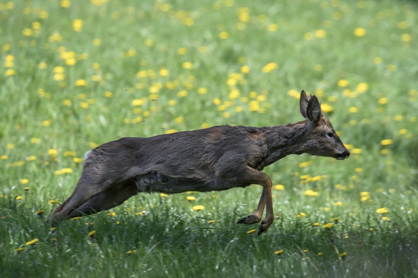 Auf dem Sprung ... Foto & Bild | tiere, wildlife, säugetiere Bilder auf ...