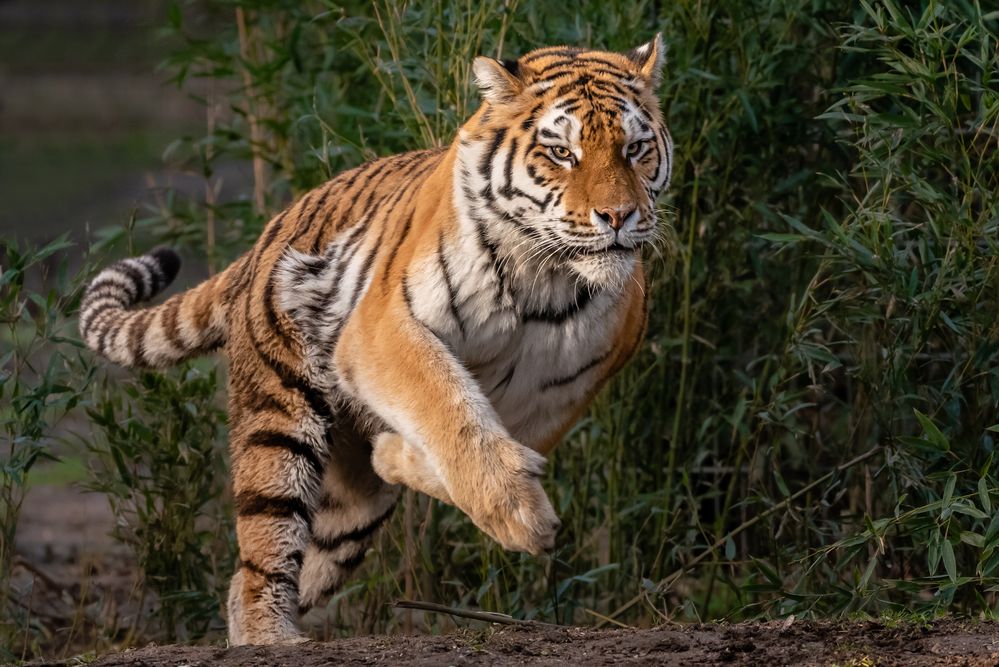 Auf dem Sprung... Foto & Bild | natur, zoo, tiere Bilder auf fotocommunity