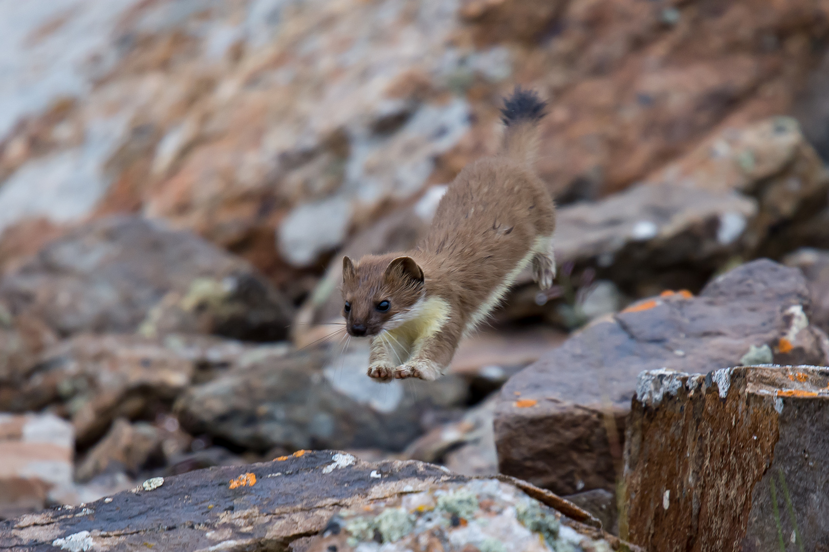 Auf dem Sprung Foto & Bild | natur, tiere, wildlife Bilder auf ...