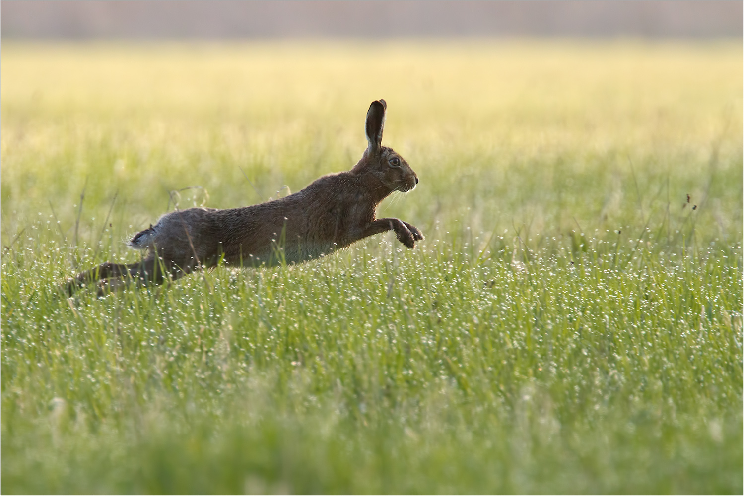 Auf dem Sprung Foto & Bild | tiere, wildlife, säugetiere Bilder auf ...