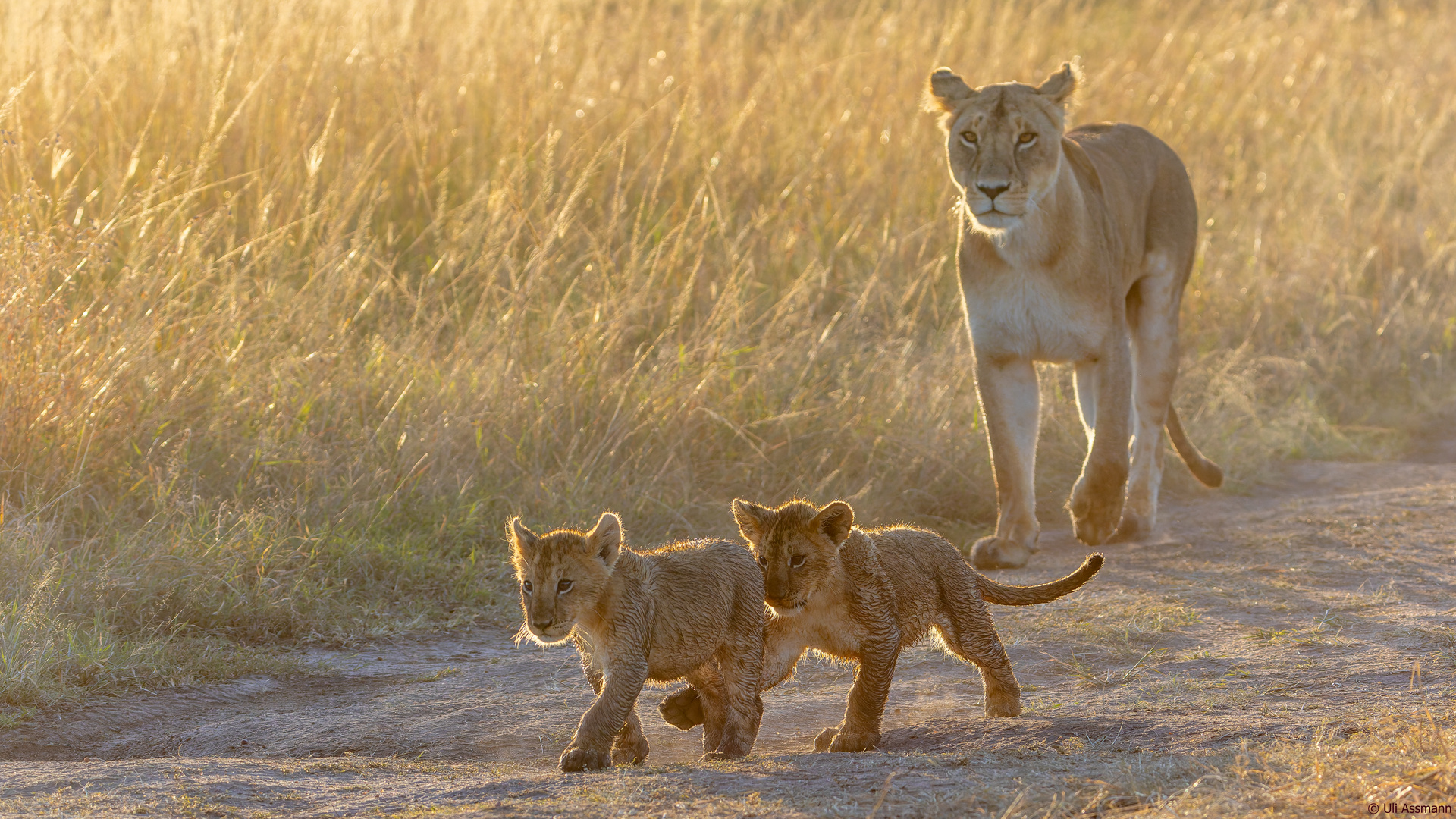 Auf dem Weg..... Foto & Bild | world, natur, afrika Bilder auf fotocommunity
