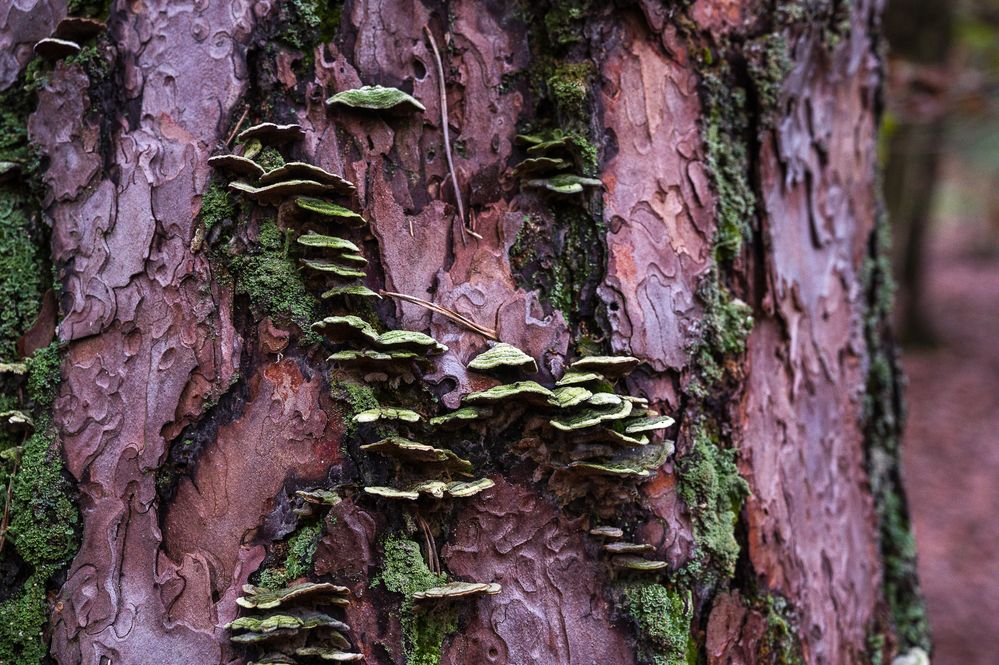 auf dem Weg nach oben Foto & Bild | pflanzen, pilze & flechten, bäume, pilze & flechten Bilder ...