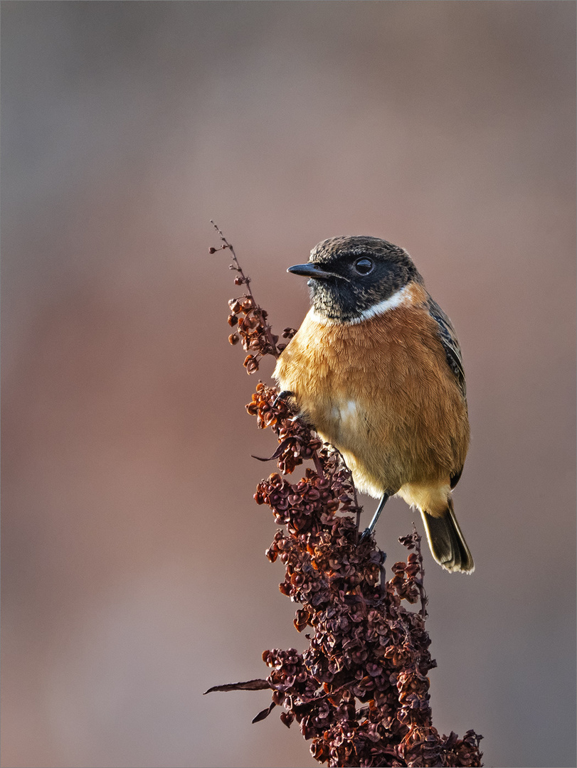 Auf dem Zug ... Foto & Bild | tiere, wildlife, wild lebende vögel ...