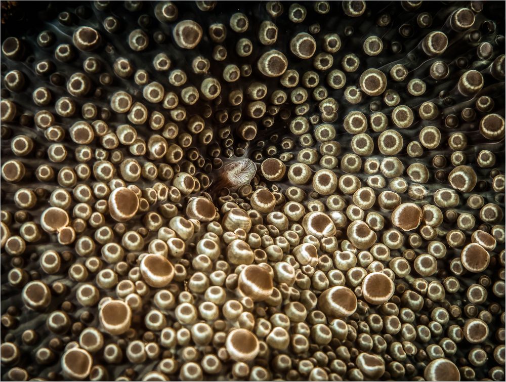 Auf den Trichter gekommen Foto & Bild | unterwasser, uw-salzwasser ...