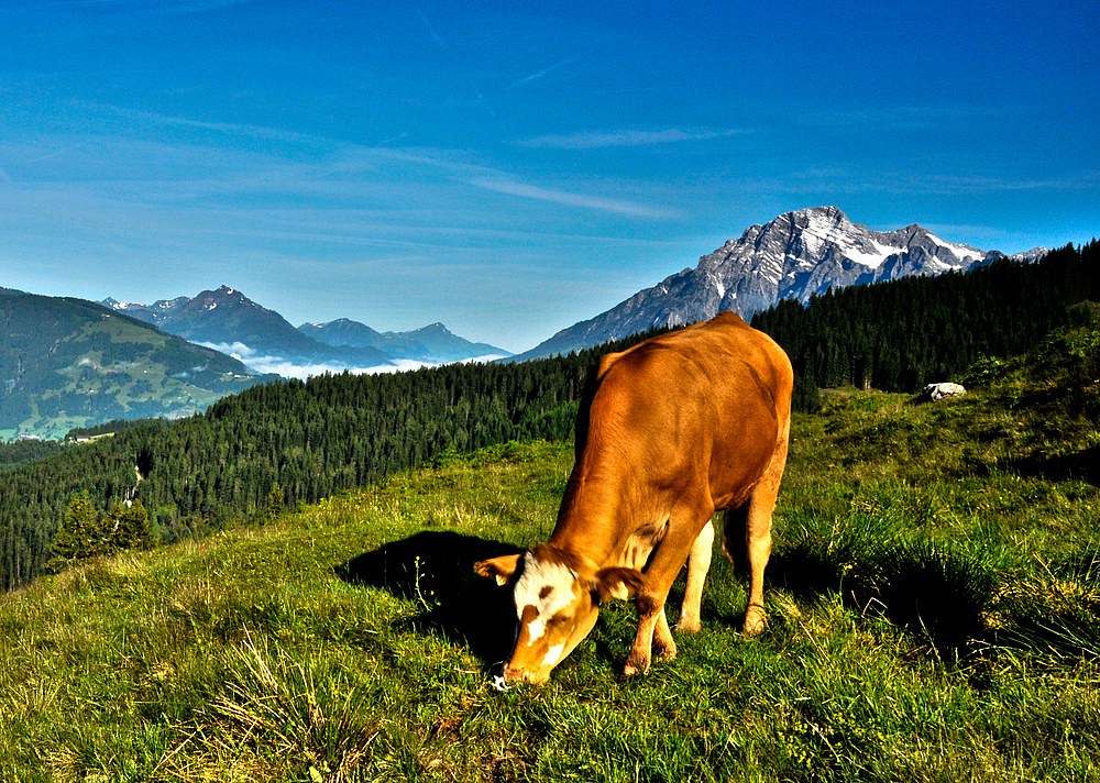 auf der Alm Foto & Bild | landschaft, lebensräume, pinzgau Bilder auf ...