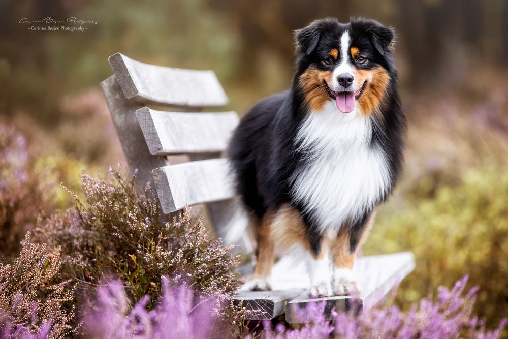 auf der Bank * Foto & Bild | tiere, haustiere, landschaft Bilder auf ...