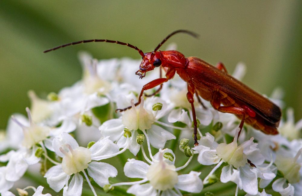 Auf der Blüte Foto & Bild | tiere, wildlife, insekten Bilder auf ...