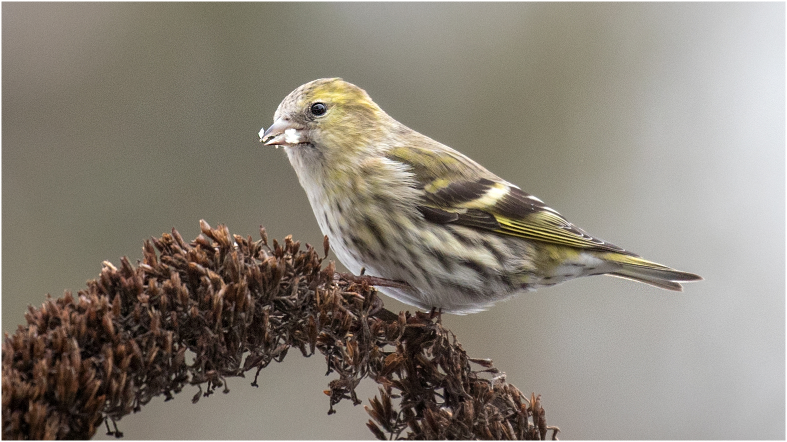 auf der Buddeleia-Rispe ..... Foto & Bild | tiere, wildlife, wild ...