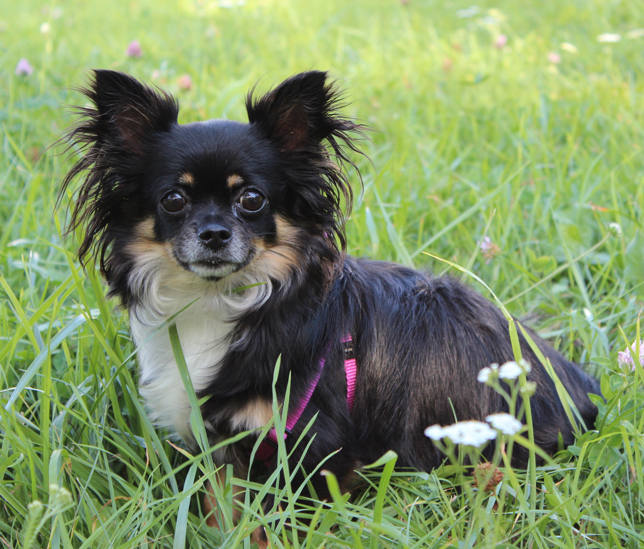 Auf der Hundewiese Foto & Bild | tiere, haustiere, hunde Bilder auf ...