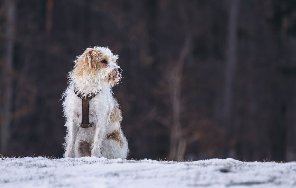 auf der Hut Foto & Bild | tiere, haustiere, hunde Bilder auf fotocommunity