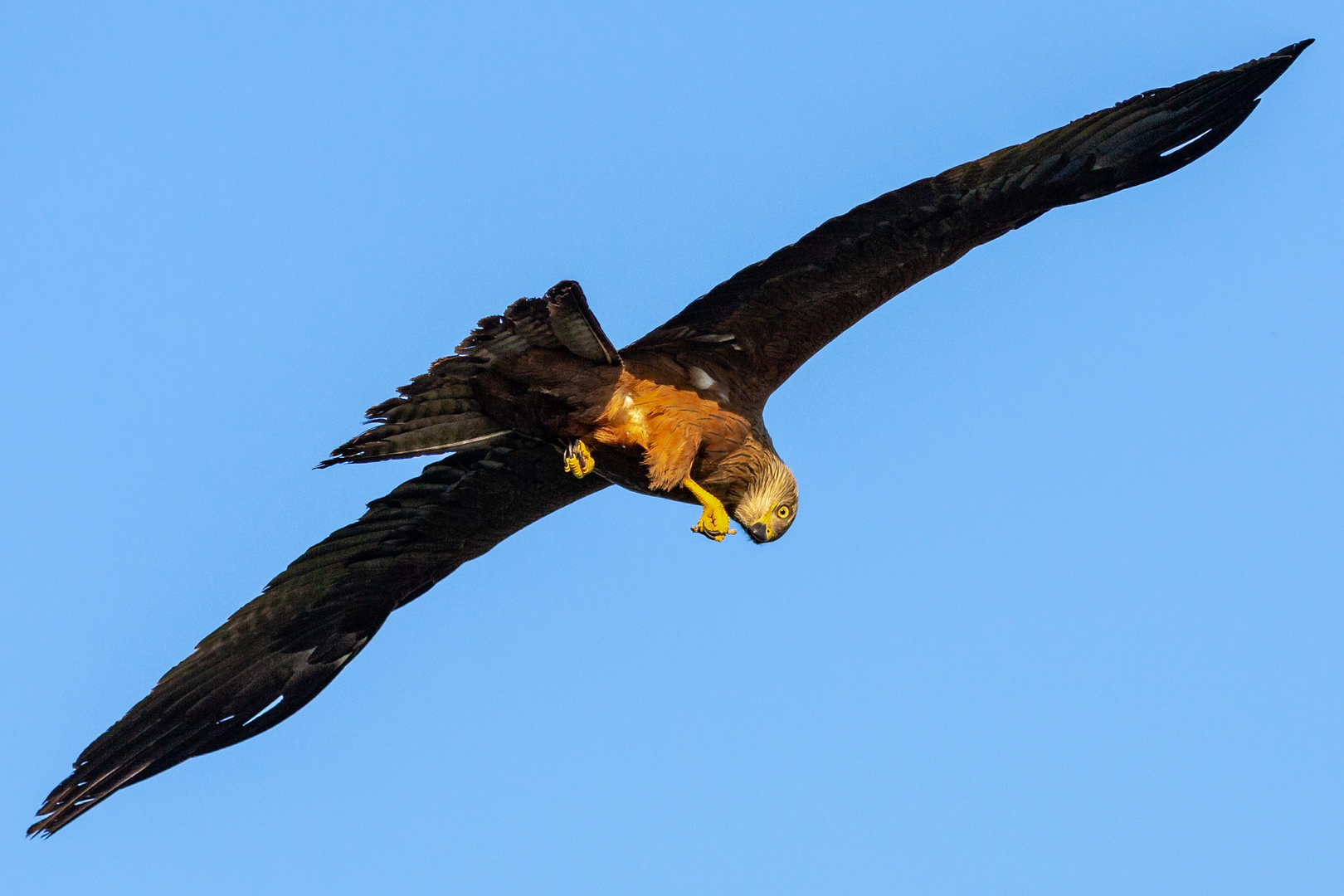 Auf der Jagd Foto & Bild | tiere, wildlife, wild lebende vögel Bilder ...