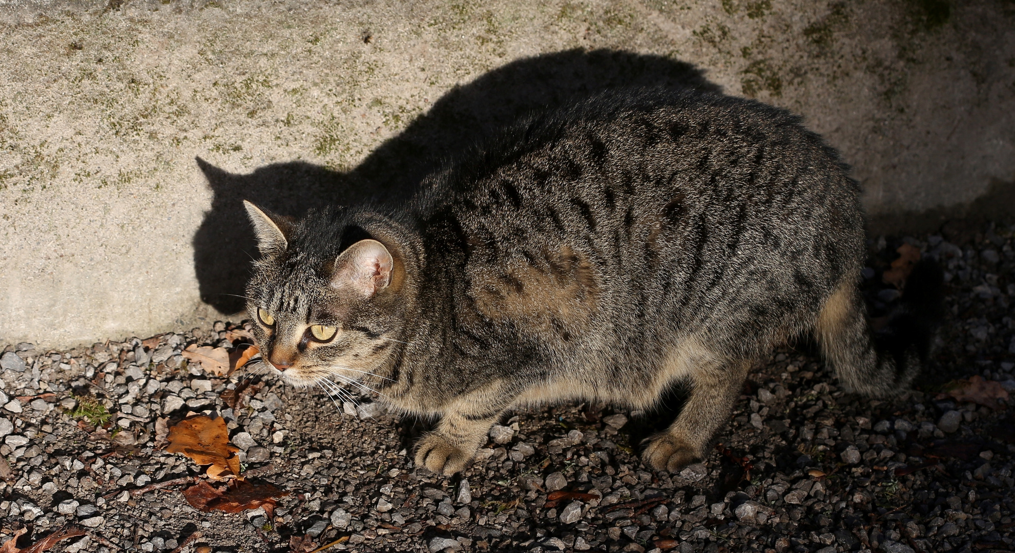 Auf der Lauer.. Foto & Bild | natur, katze, katzen Bilder auf fotocommunity