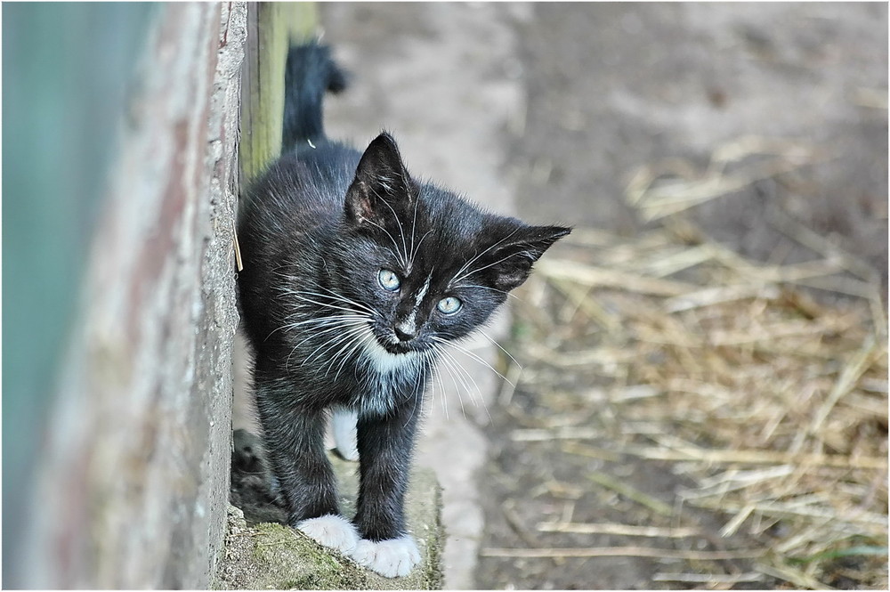 Auf der Lauer Foto & Bild | tiere, haustiere, katzen Bilder auf fotocommunity