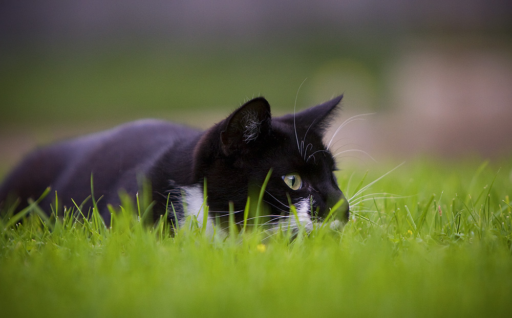 auf der Lauer Foto & Bild | tiere, haustiere, katzen Bilder auf ...