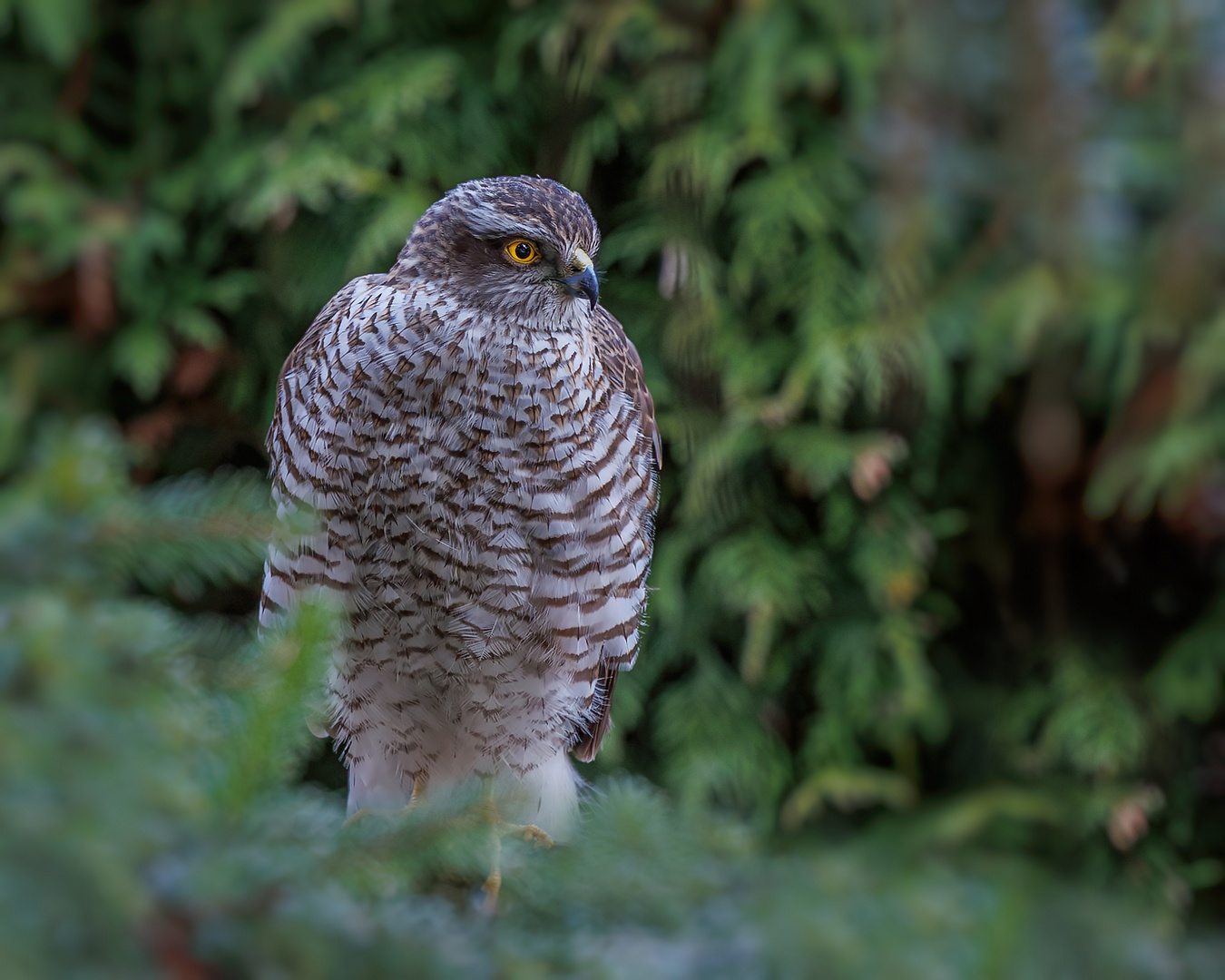 Auf der Lauer Foto & Bild | natur, tiere, vögel Bilder auf fotocommunity