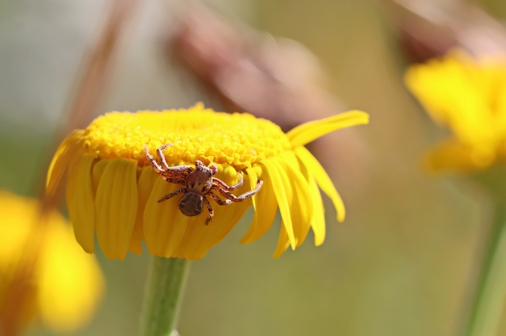auf der Lauer Foto & Bild | natur, tiere, wildlife Bilder auf fotocommunity