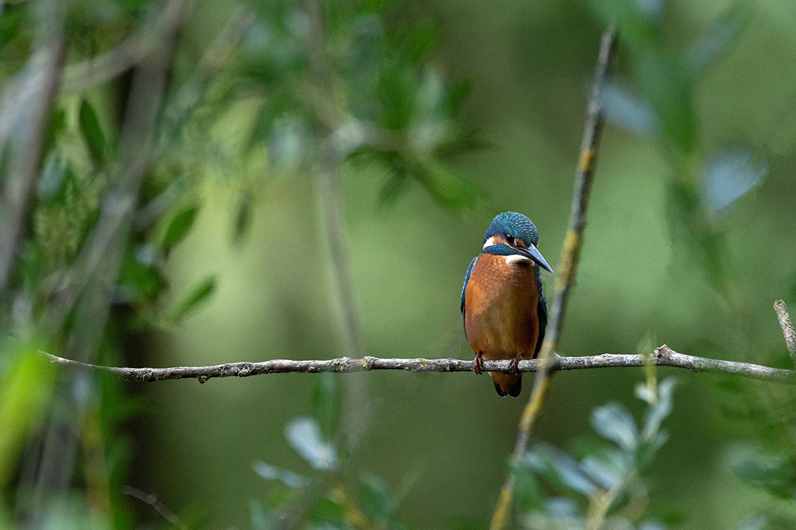 Auf der Lauer Foto & Bild | tiere, wildlife, natur Bilder auf fotocommunity