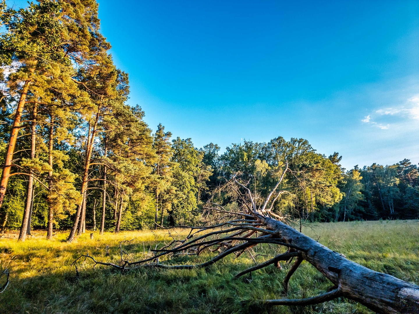 Auf der Lichtung im Wald Foto & Bild | pflanzen, pilze & flechten ... Auf der Lichtung im Wald Foto & Bild | pflanzen, pilze & flechten ...