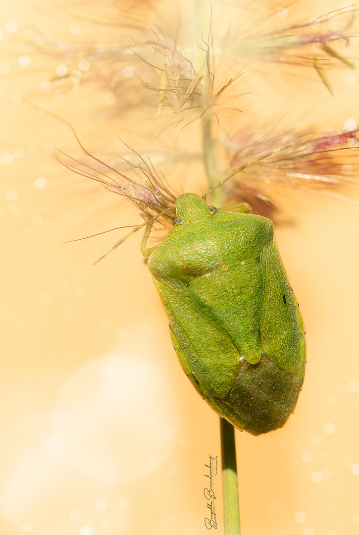 Auf der Mauer …auf der Lauer …sitzt ne kleine ??? Foto & Bild | nah ...
