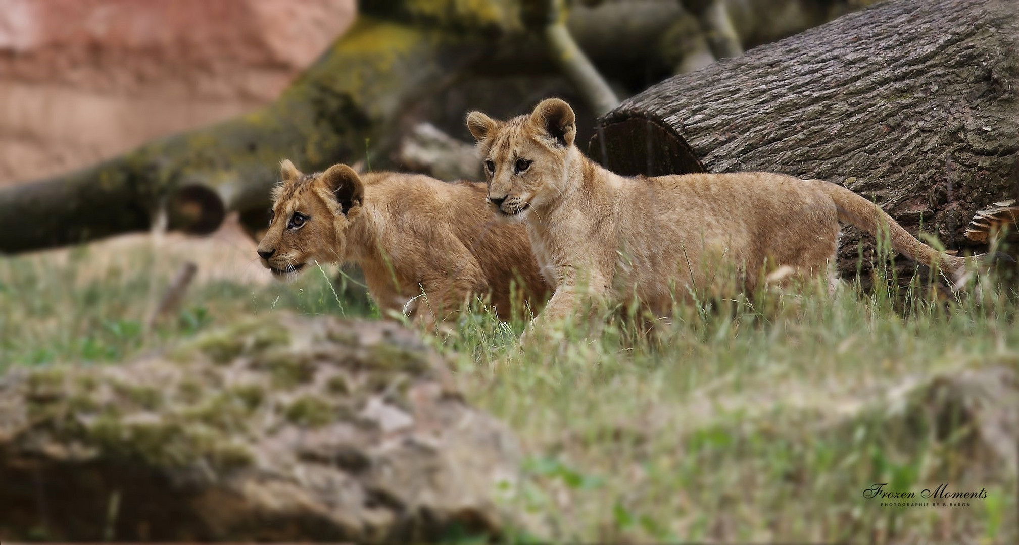 Auf der Pirsch Foto & Bild | natur, katzen, zoo Bilder auf fotocommunity