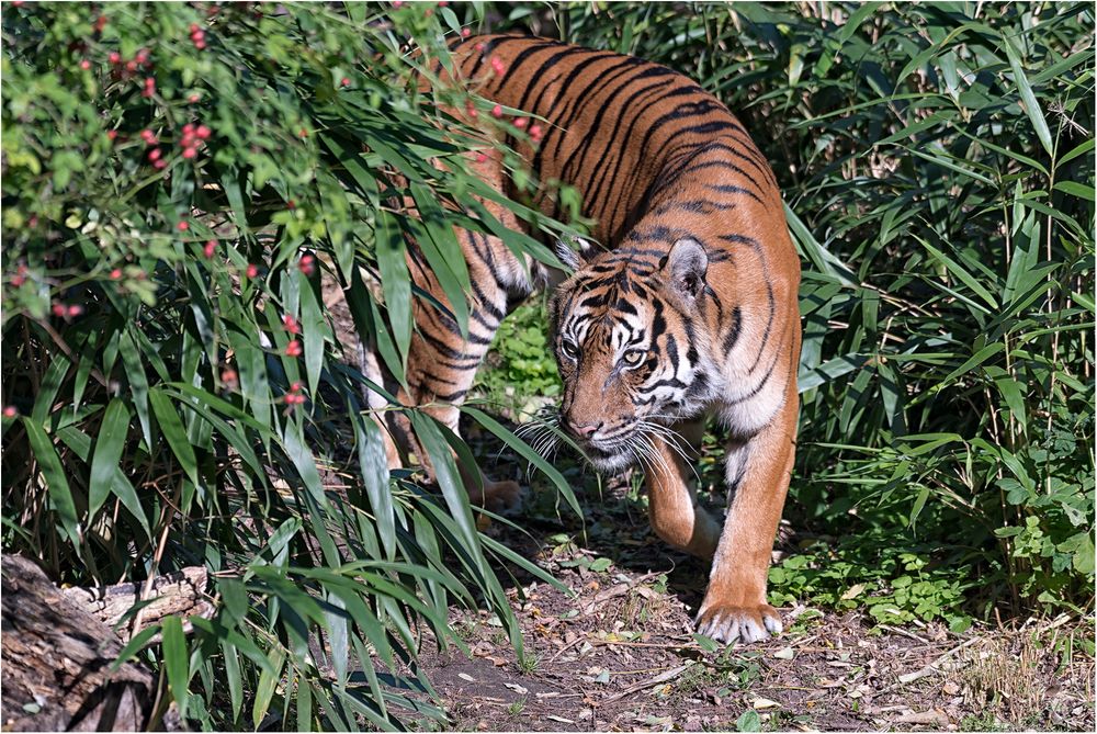 Auf der Pirsch..... Foto & Bild | natur, schön, porträt Bilder auf ...