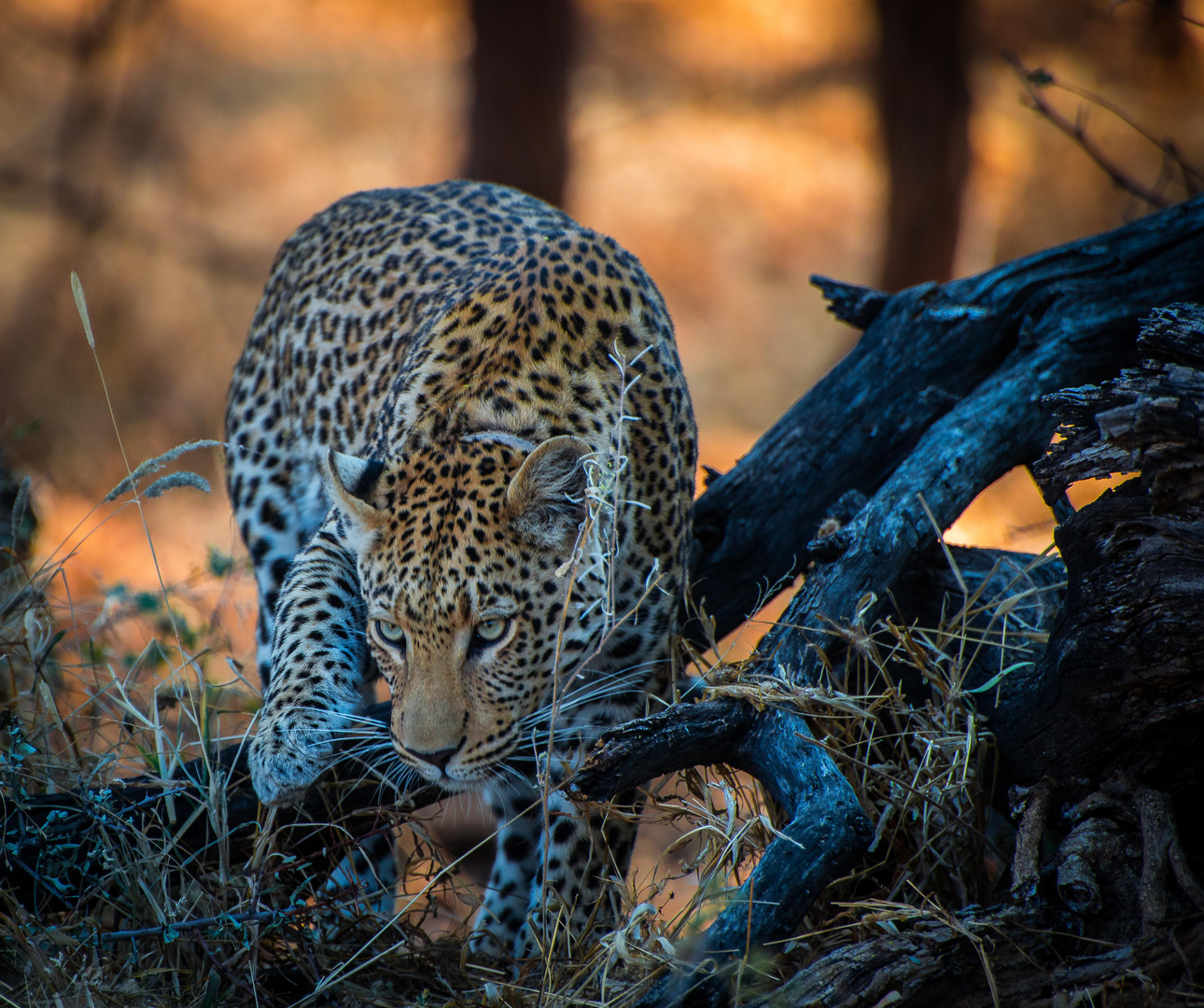 Auf der Pirsch Foto & Bild | africa, southern africa, namibia Bilder ...
