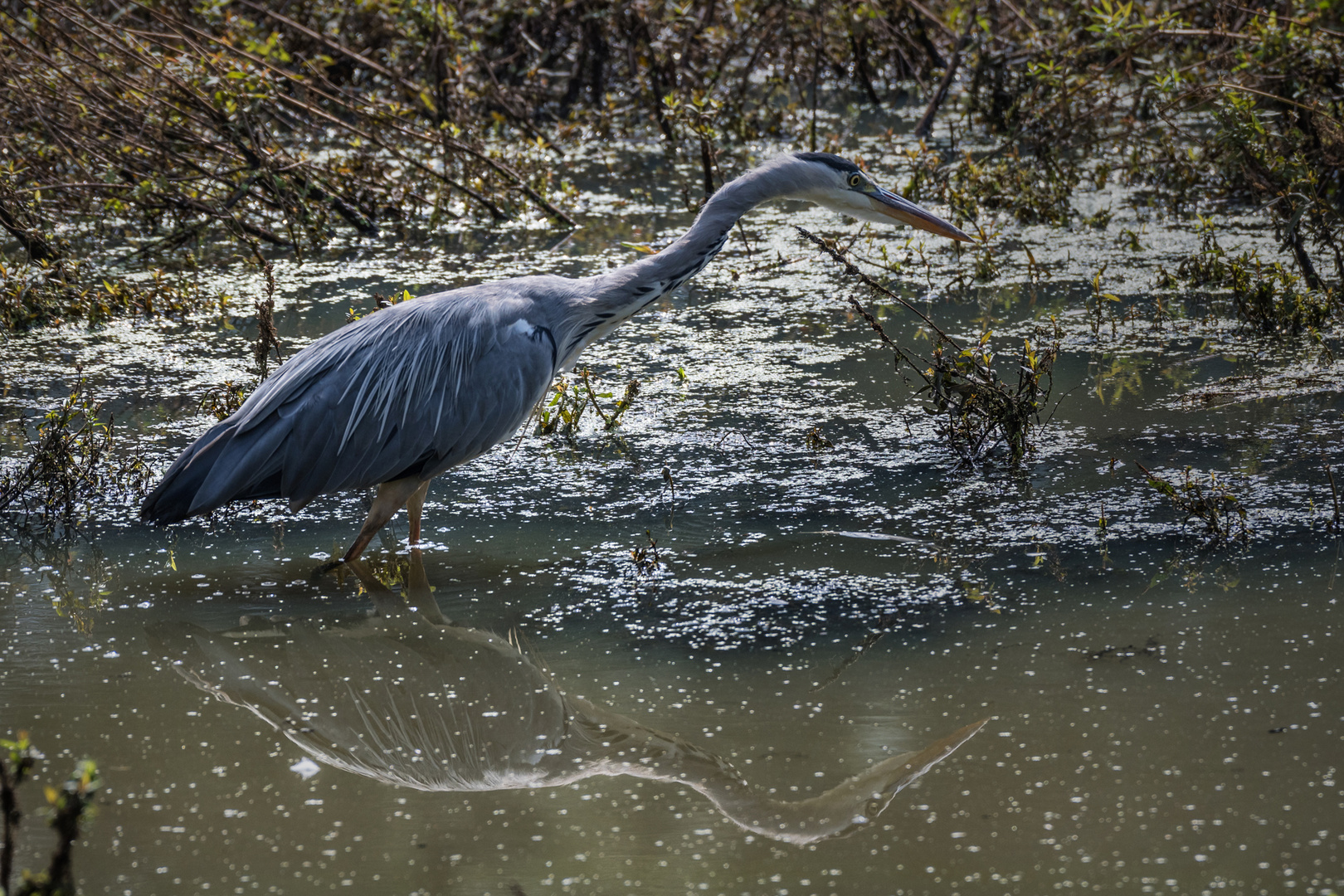 Auf der Pirsch Foto & Bild | world, natur, landschaft Bilder auf ... Auf der Pirsch Foto & Bild | world, natur, landschaft Bilder auf ...