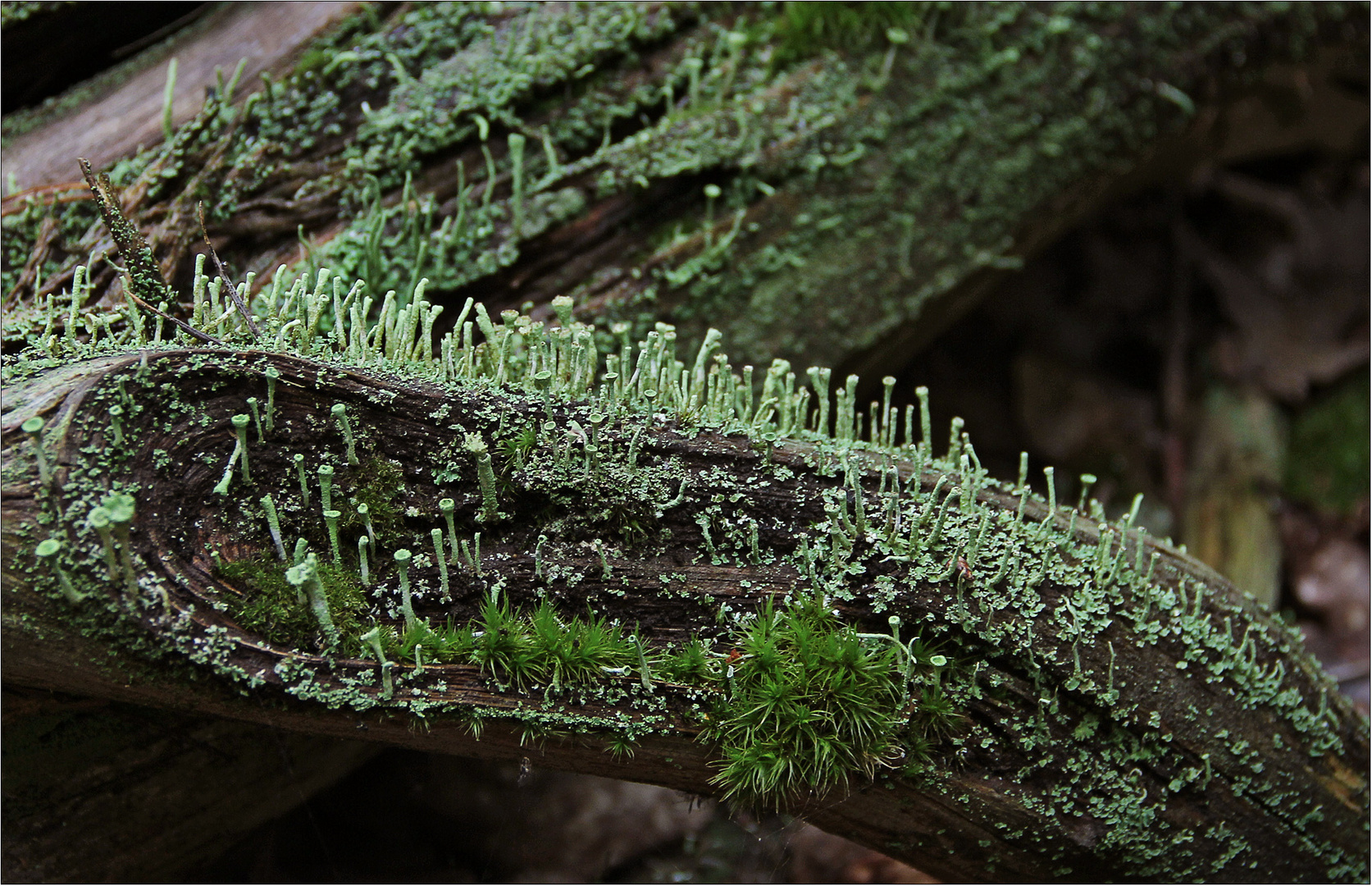 Auf der Rennbahn ... Foto & Bild | pflanzen, pilze & flechten, pilze & flechten, flechten ...