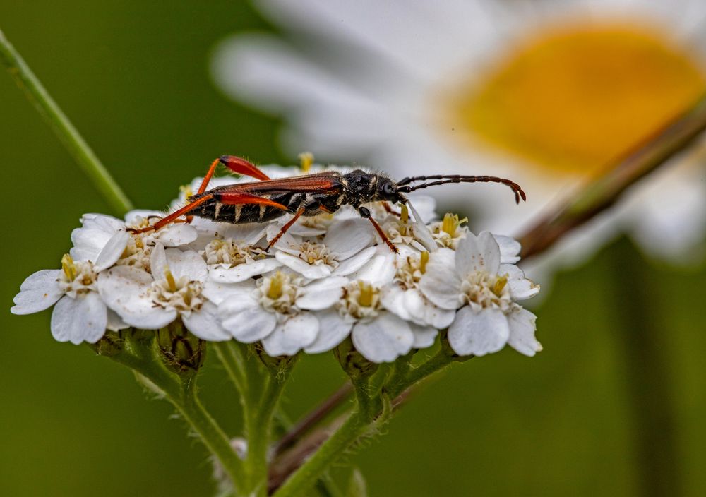 Auf der Schafgarbenblüte Foto & Bild | tiere, wildlife, insekten Bilder ...