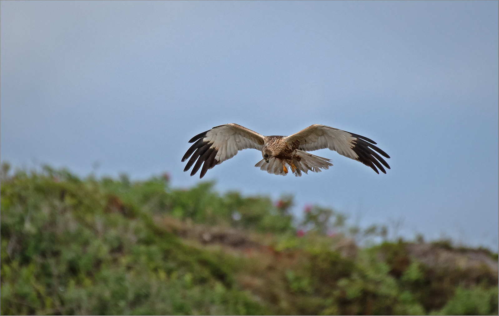 Auf der Stelle . . . Foto & Bild | world, natur, nordsee Bilder auf ...