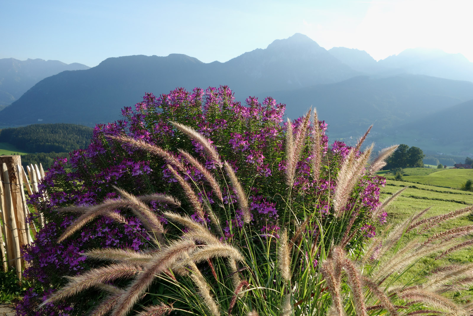 auf der Stroblalm Foto & Bild | deutschland, europe, bayern Bilder auf ...