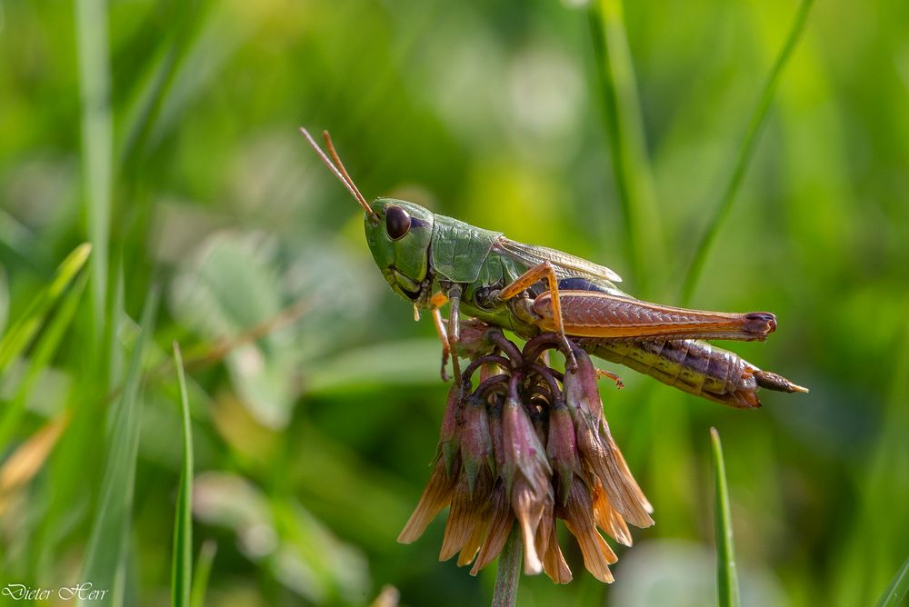 Auf der Suche... Foto & Bild | natur, insekten, tiere Bilder auf ...