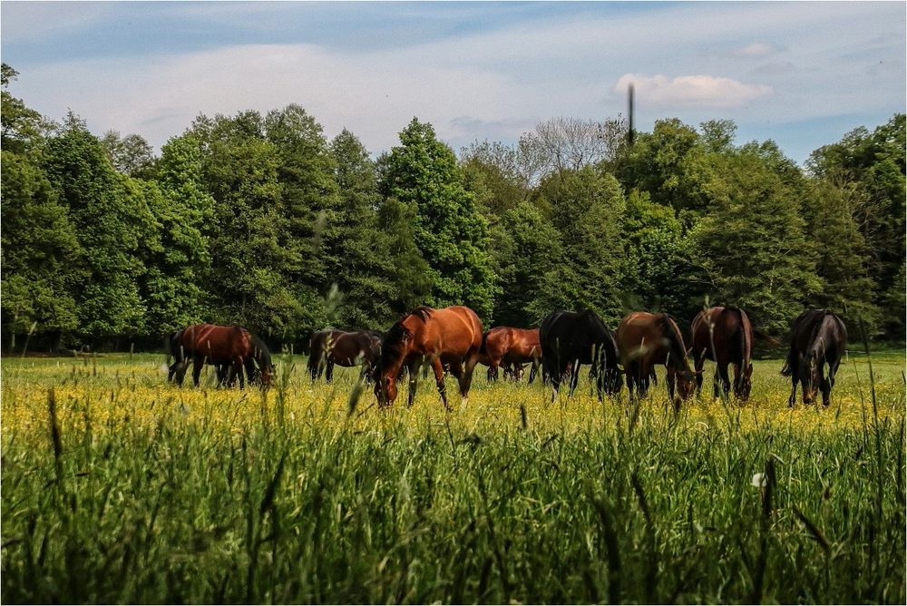 Auf der Weide Foto & Bild | mai, world, licht Bilder auf fotocommunity