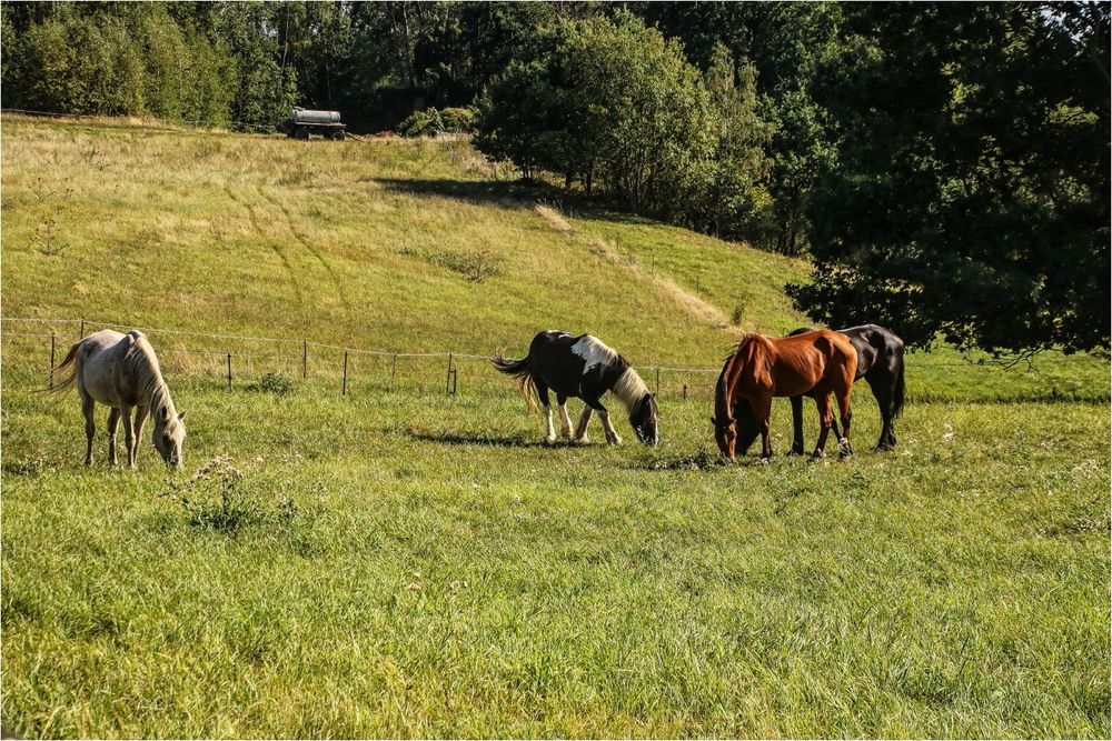 Auf der Weide Foto & Bild | art, spezial, wiese Bilder auf fotocommunity
