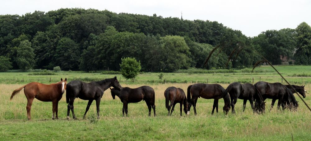 auf der Weide Foto & Bild | wald, dokumentation, outdoor Bilder auf ...