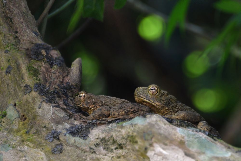 auf die Bäume ihr Frösche... Foto & Bild | world, natur, reisen Bilder ...