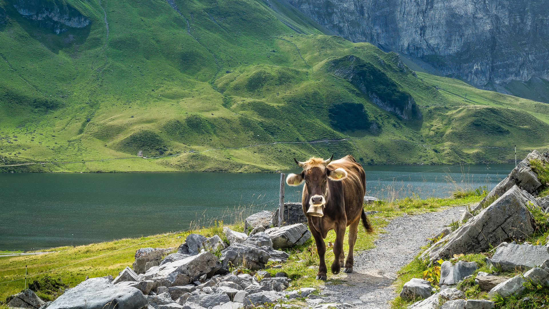 Auf Du und Du mit der Kuh Foto & Bild | natur, kuh, landschaft Bilder ...