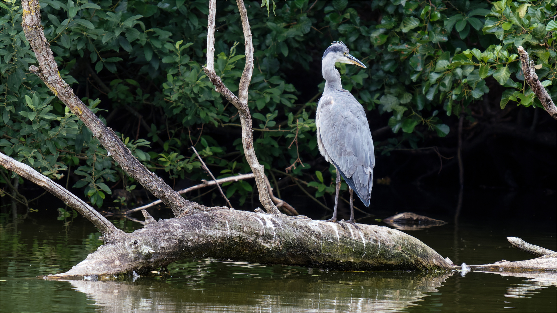 auf einem alten im Wasser liegendem Baumstamm ..... Foto & Bild | tiere ...