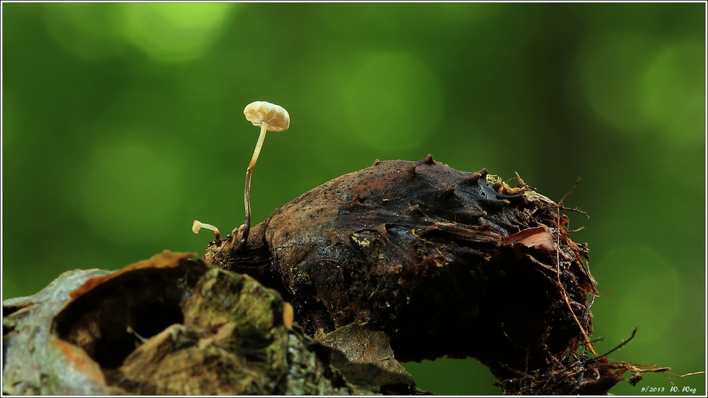 auf einer faulen Buchecker... Foto & Bild | pflanzen, pilze & flechten ...