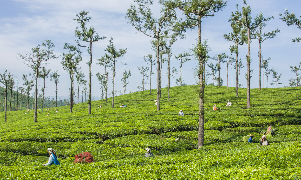Auf einer Tee-Plantage Foto & Bild | bäume, schatten, tee Bilder auf ...
