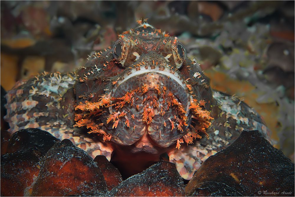 Auf glühenden Kohlen... Foto & Bild | fotos, world, meer Bilder auf ...