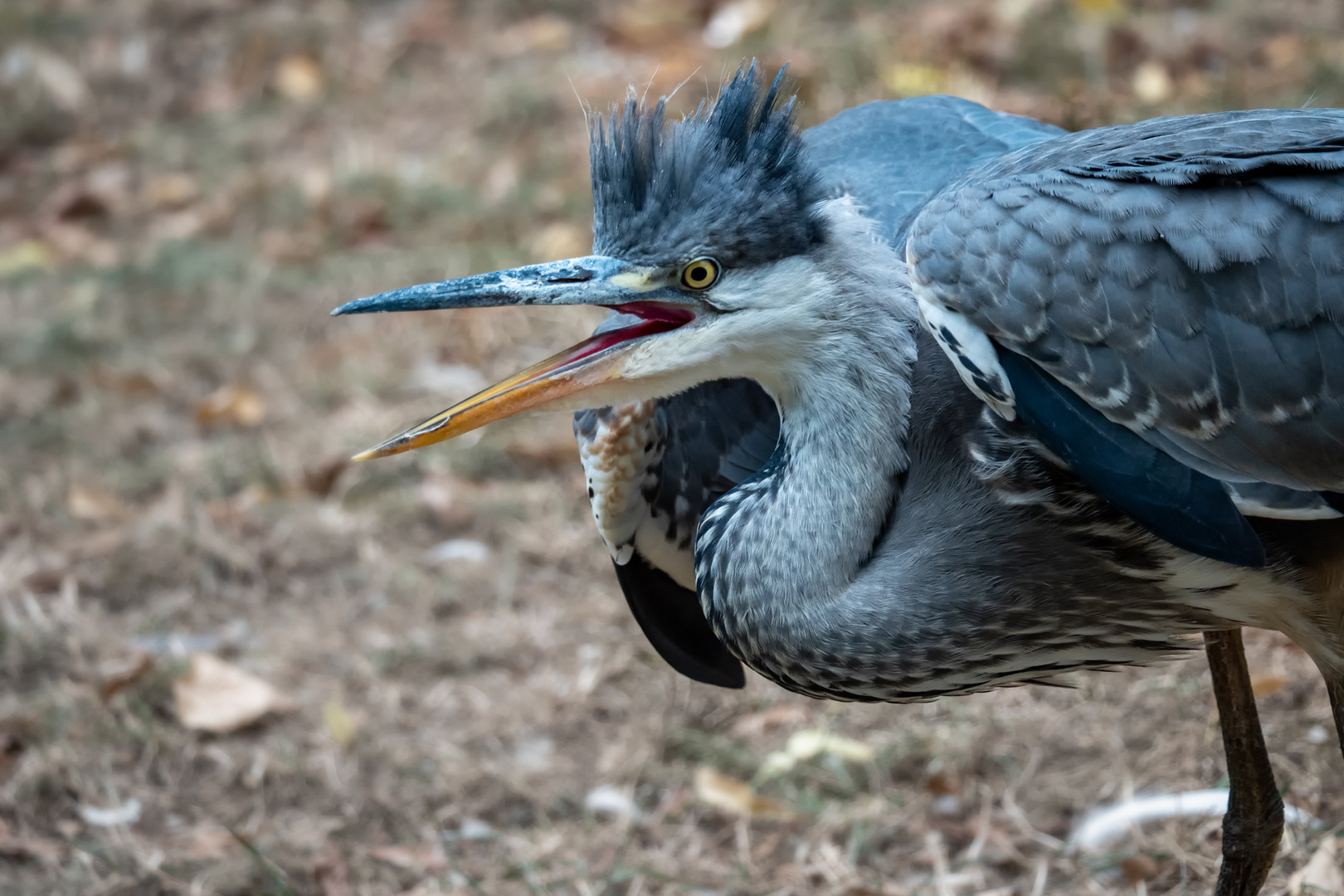 Auf Krawall aus Foto & Bild | tiere, zoo, wildpark & falknerei, vögel ...