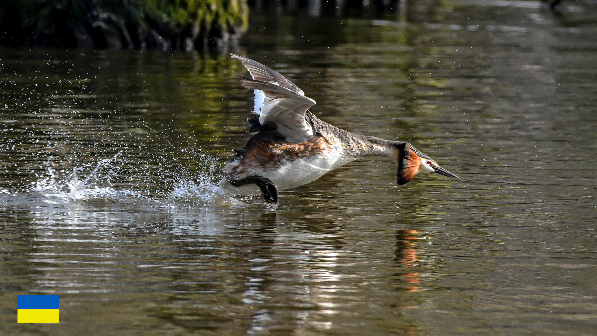 Auf Krawall gebürstet Foto & Bild | deutschland, europe, nordrhein ...